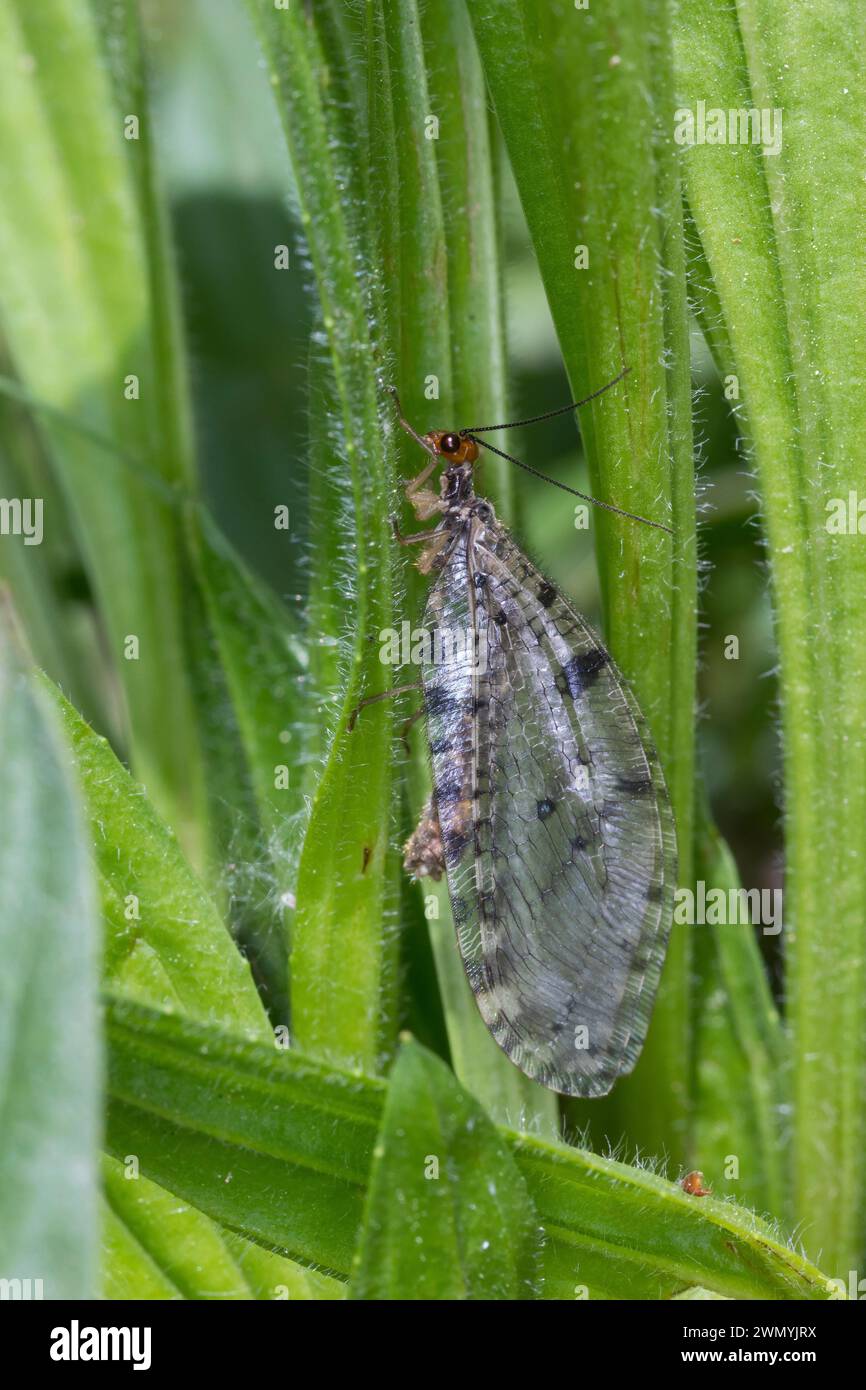 Giant lacewing stream hi-res stock photography and images - Alamy