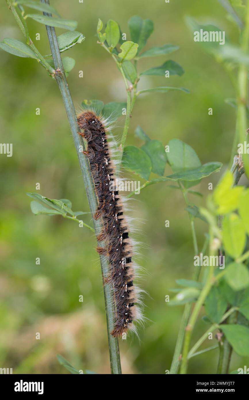 Eichen spinner hi-res stock photography and images - Alamy