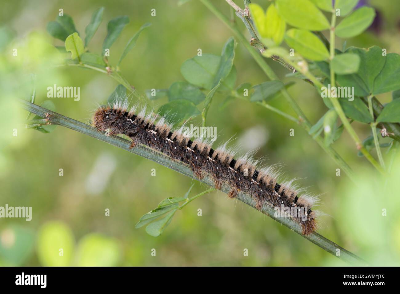 Eichenspinner, Eichen-Spinner, Raupe, Quittenvogel, Lasiocampa quercus ...