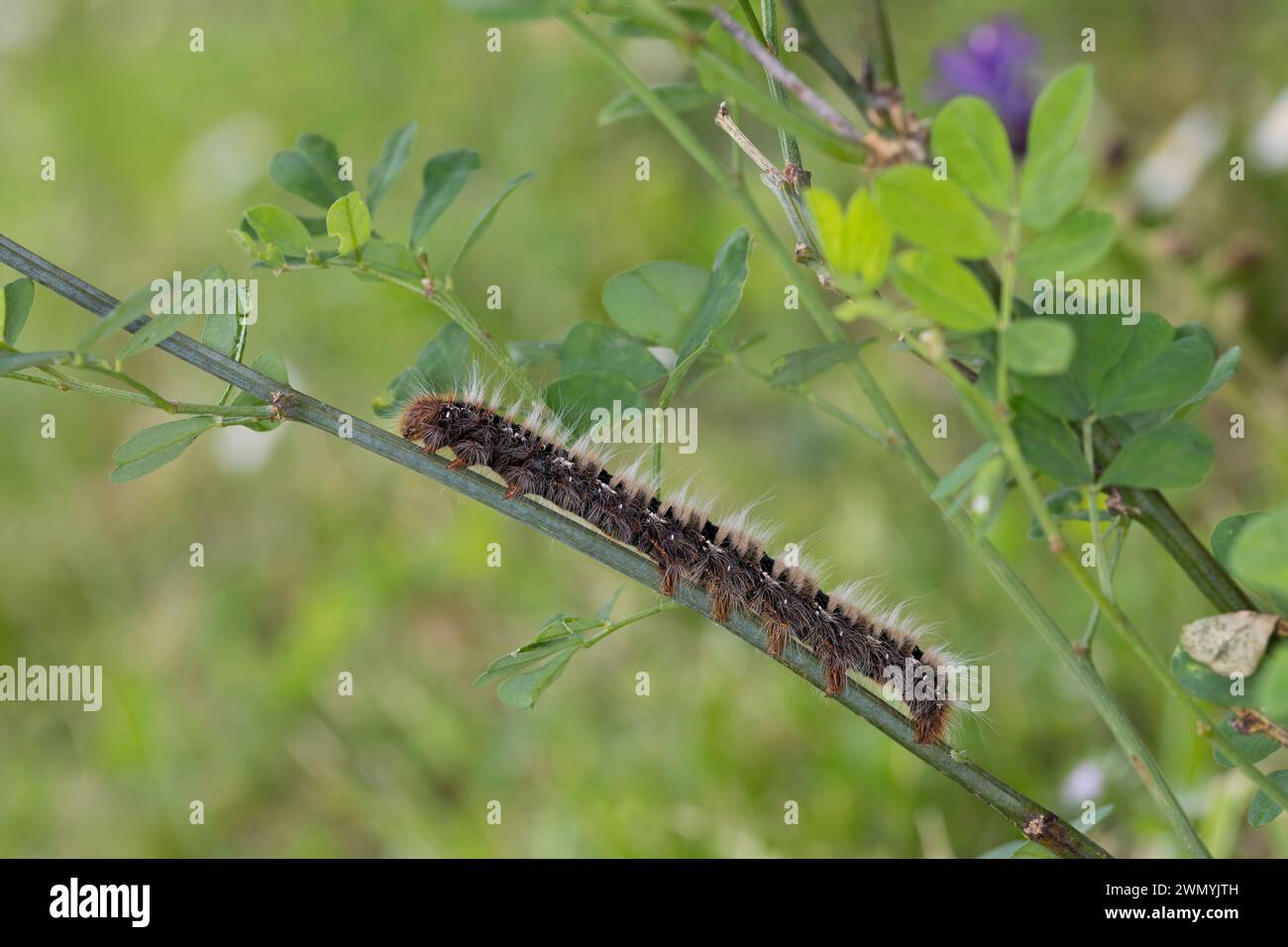 Eichenspinner, Eichen-Spinner, Raupe, Quittenvogel, Lasiocampa quercus ...