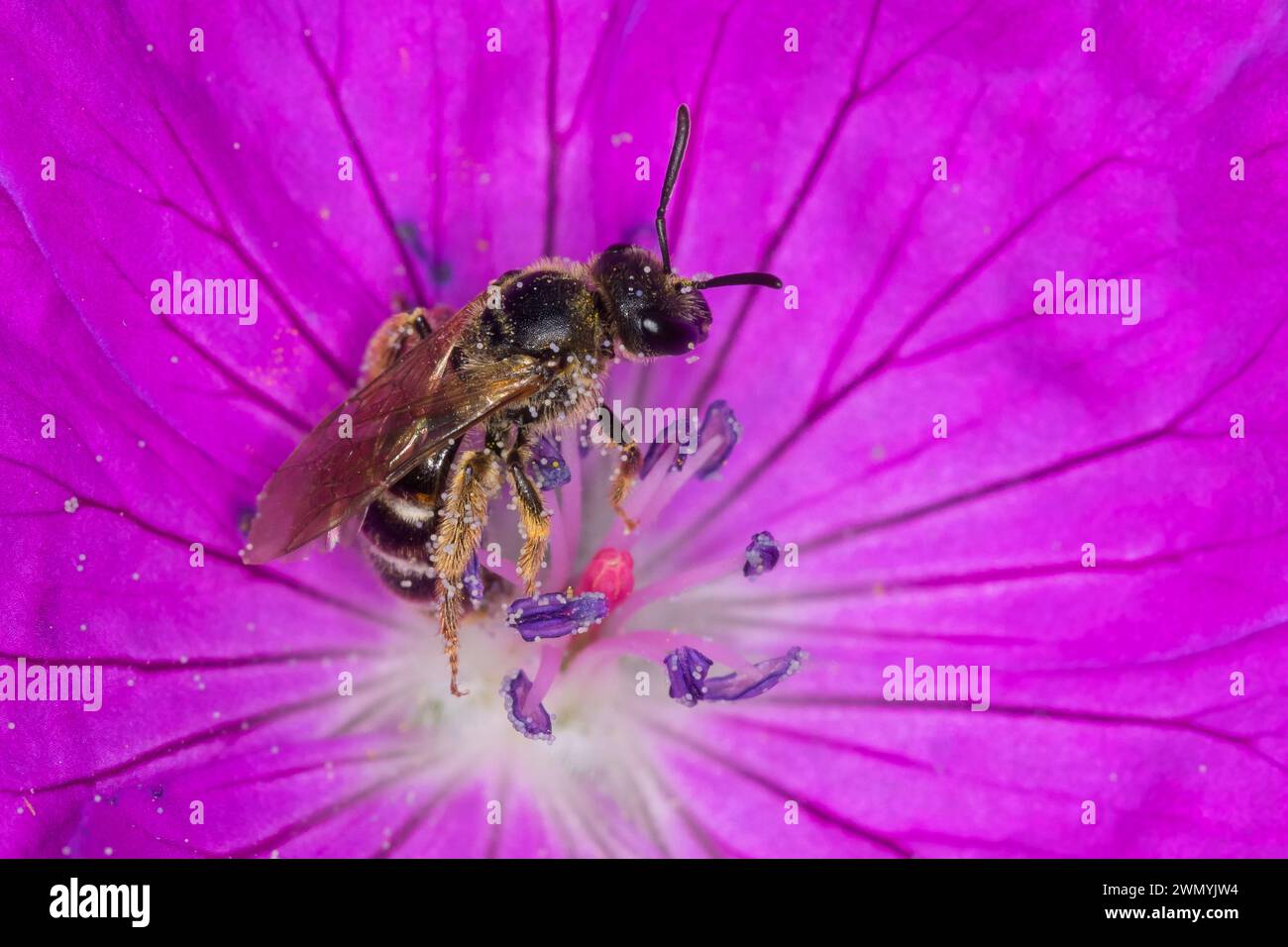 Halictus calceatus hi-res stock photography and images - Alamy