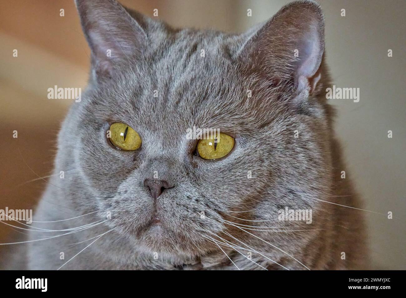 British shorthair tomcat cat Stock Photo - Alamy