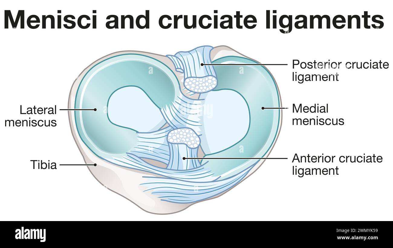 Menisci are C-shaped cartilage in knees, cushioning and stabilizing ...