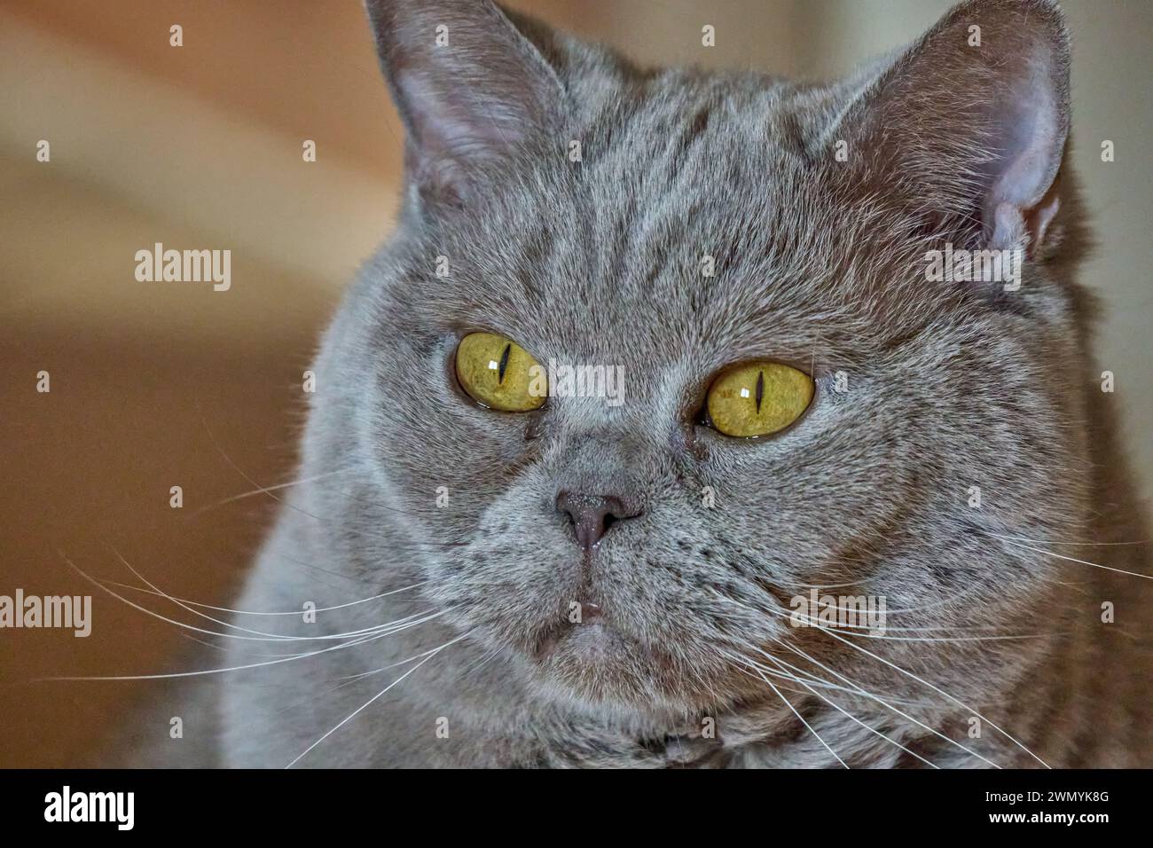 British shorthair tomcat cat Stock Photo - Alamy