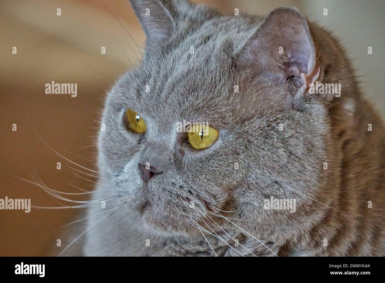 British shorthair tomcat cat Stock Photo - Alamy