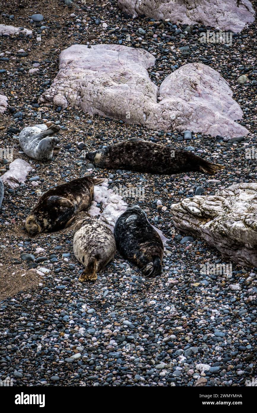 North atlantic grey hi-res stock photography and images - Alamy