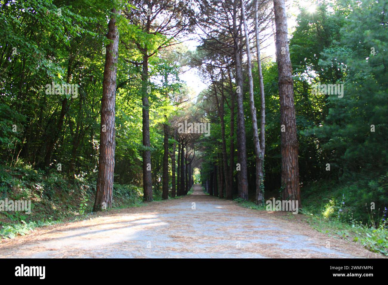 Istanbul Belgrade Forest. Dirt road between pine trees. endemic pine ...