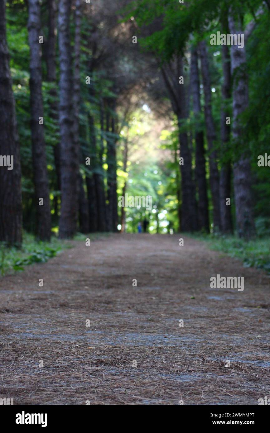 Istanbul Belgrade Forest. Dirt road between pine trees. endemic pine ...