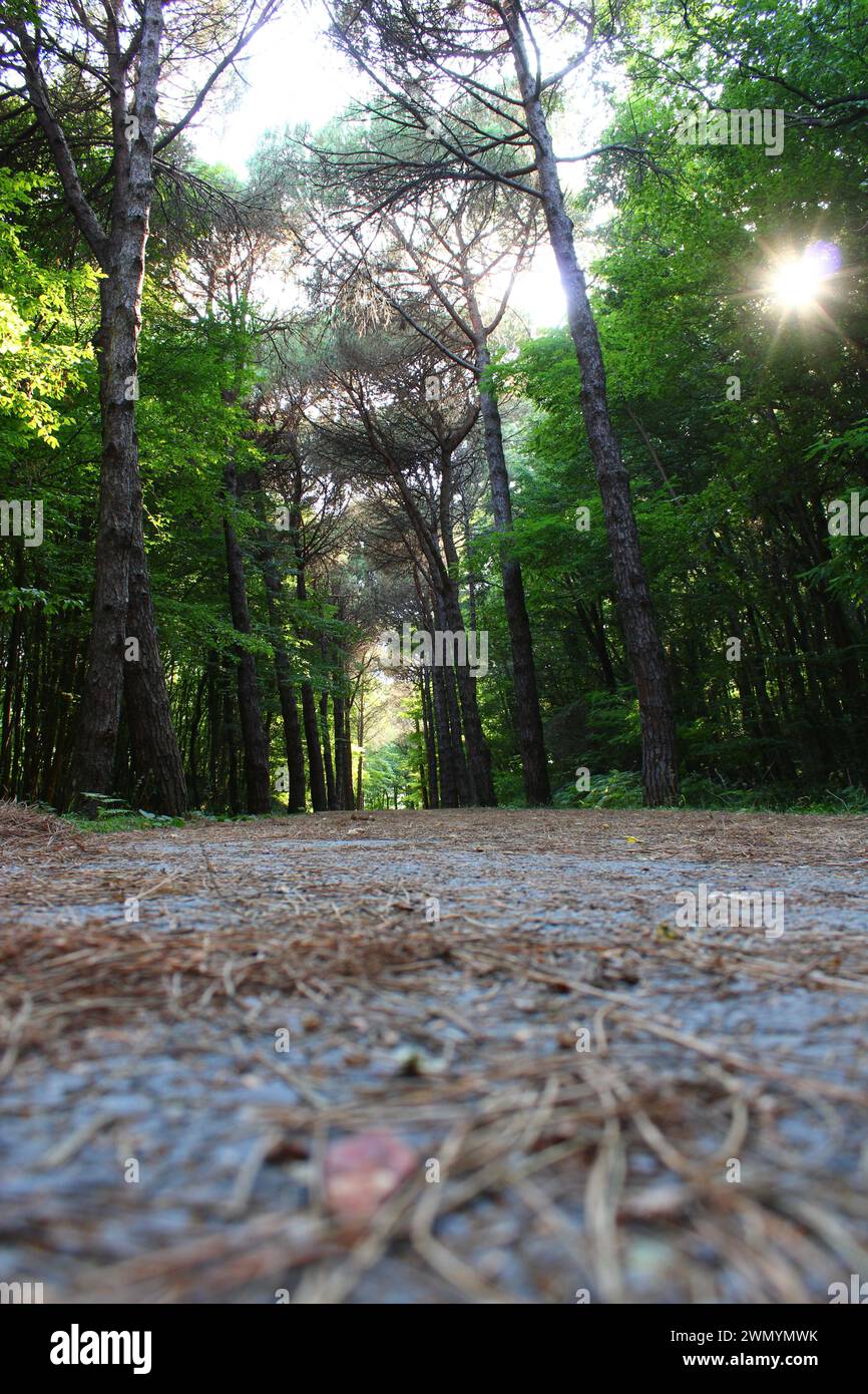 Istanbul Belgrade Forest. Dirt road between pine trees. endemic pine ...