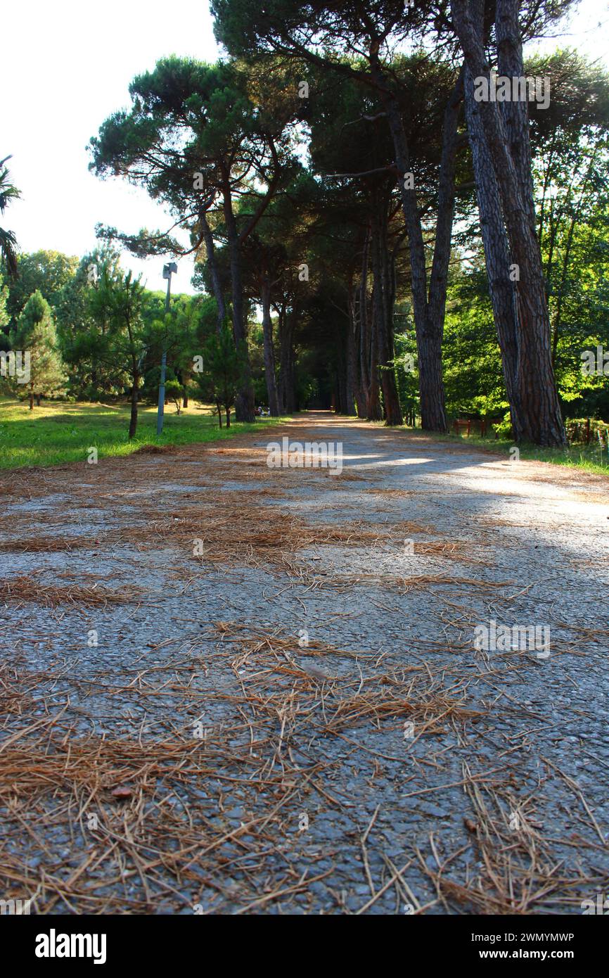 Istanbul Belgrade Forest. Dirt road between pine trees. endemic pine ...