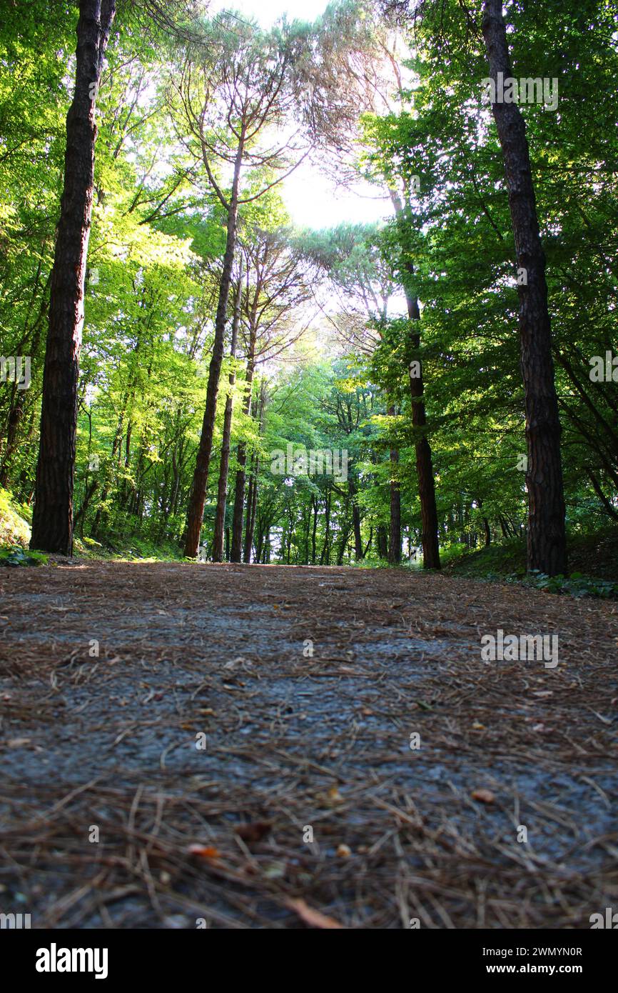 Istanbul Belgrade Forest. Dirt road between pine trees. endemic pine ...