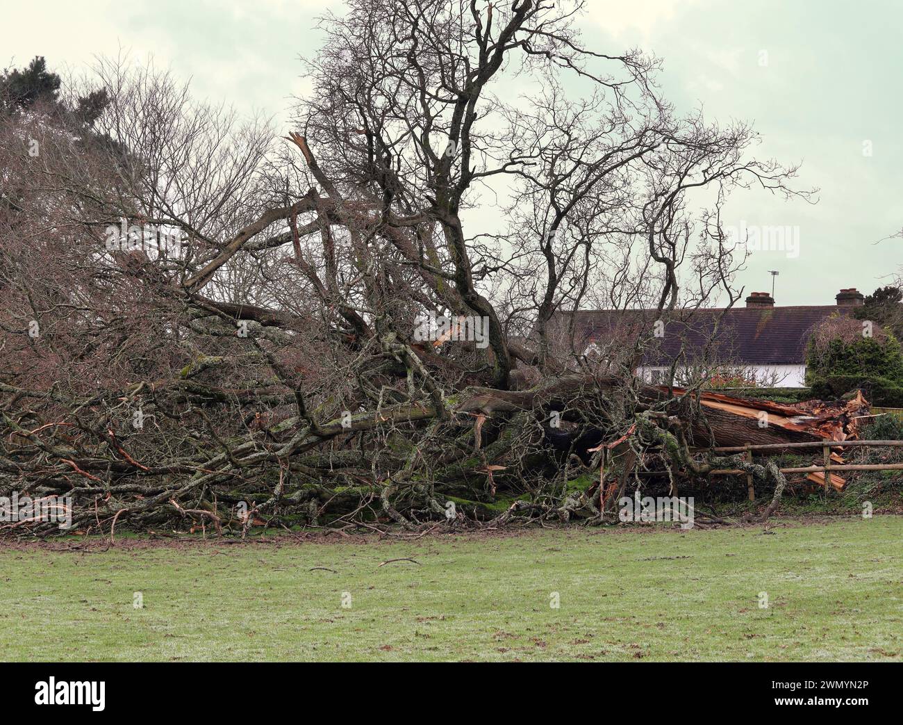 Fallen ancient Oak tree after a storm Stock Photo - Alamy