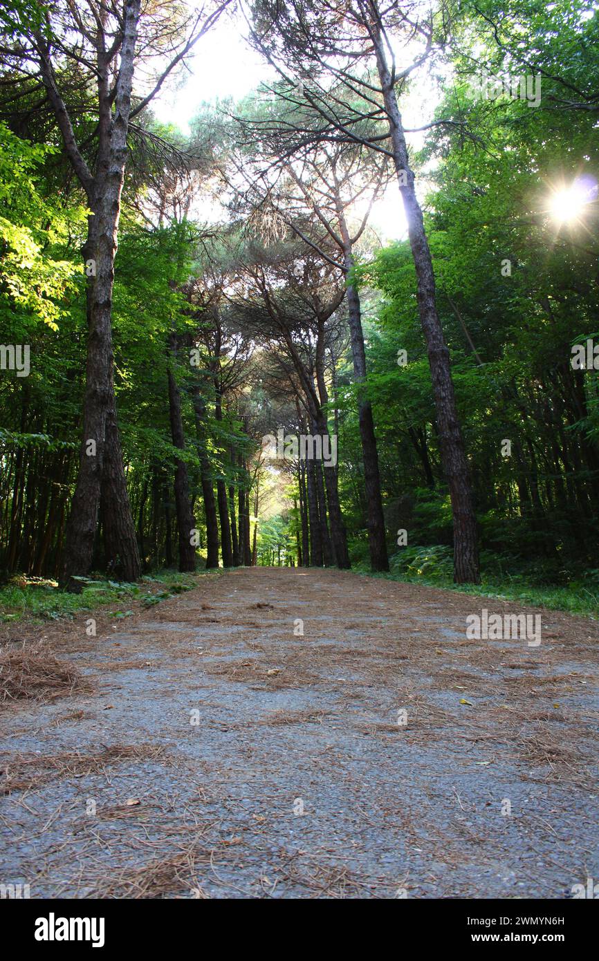 Belgrad forest istanbul hi-res stock photography and images - Alamy