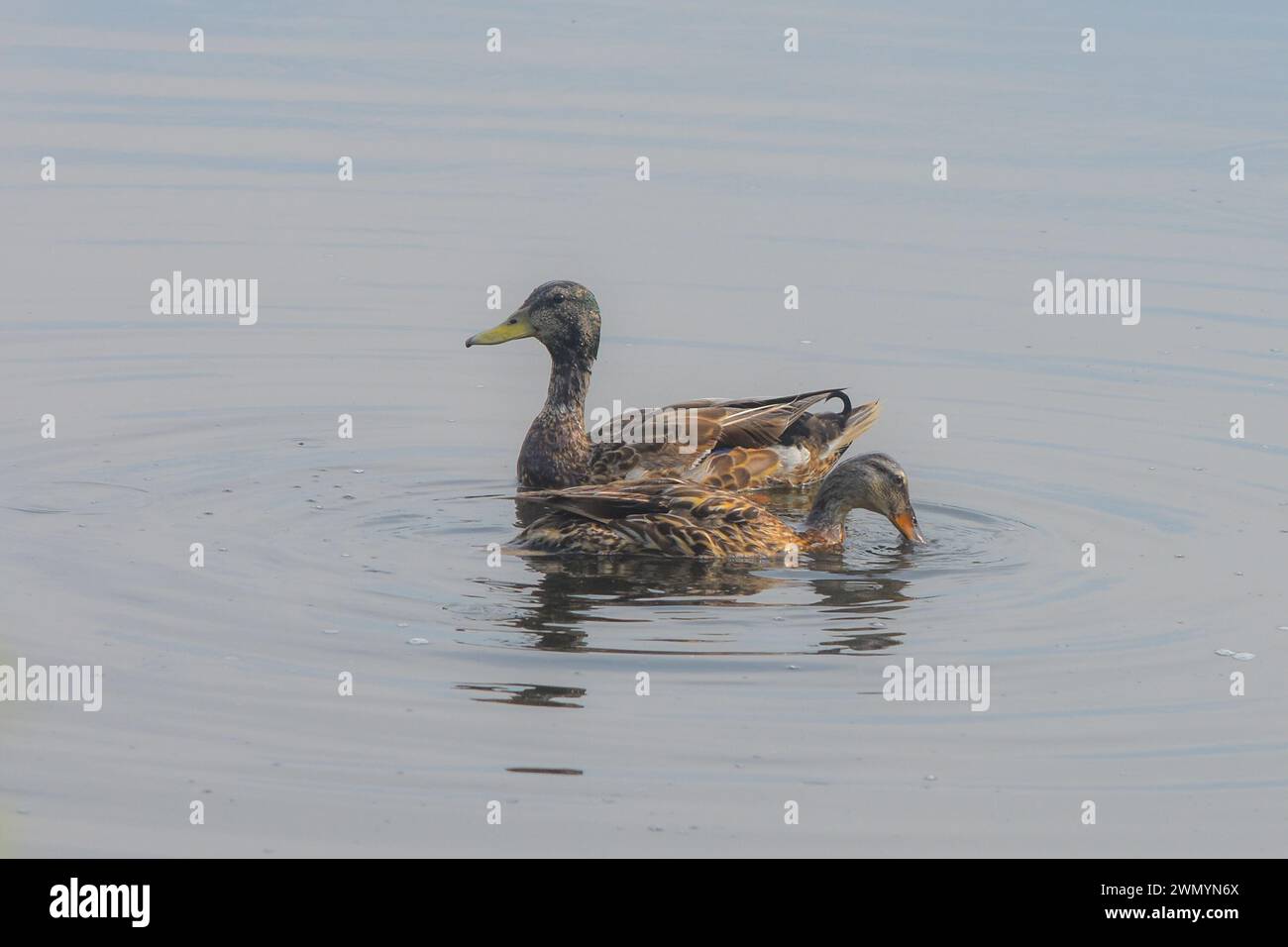 Mallard ducks, Cape May Point State Park, June 2023 Stock Photo - Alamy