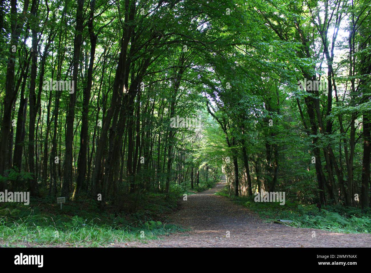 Istanbul Belgrade Forest. Dirt road between pine trees. endemic pine ...