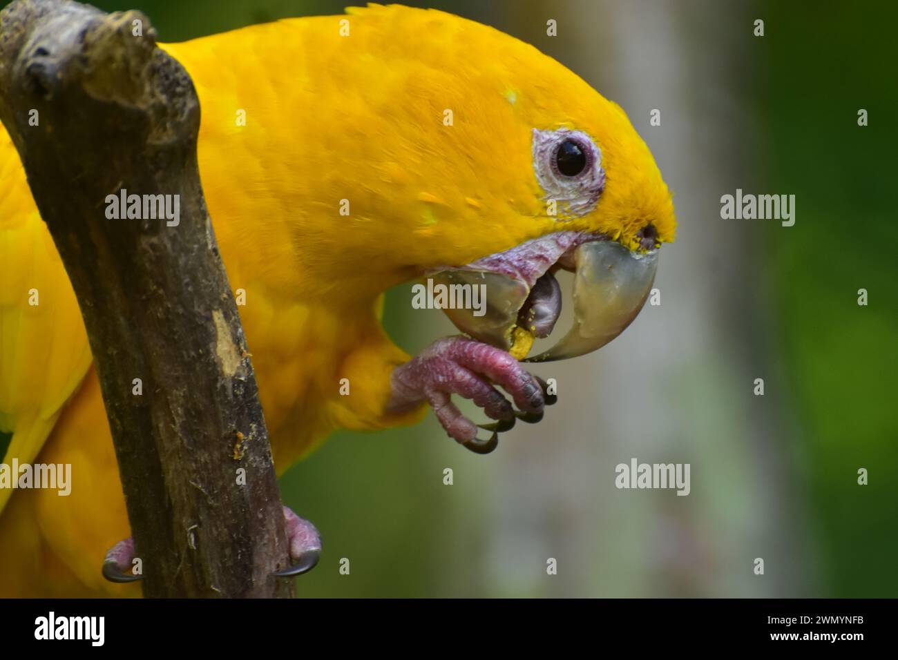 The golden parakeet or golden conure (Guaruba guarouba) is a medium ...