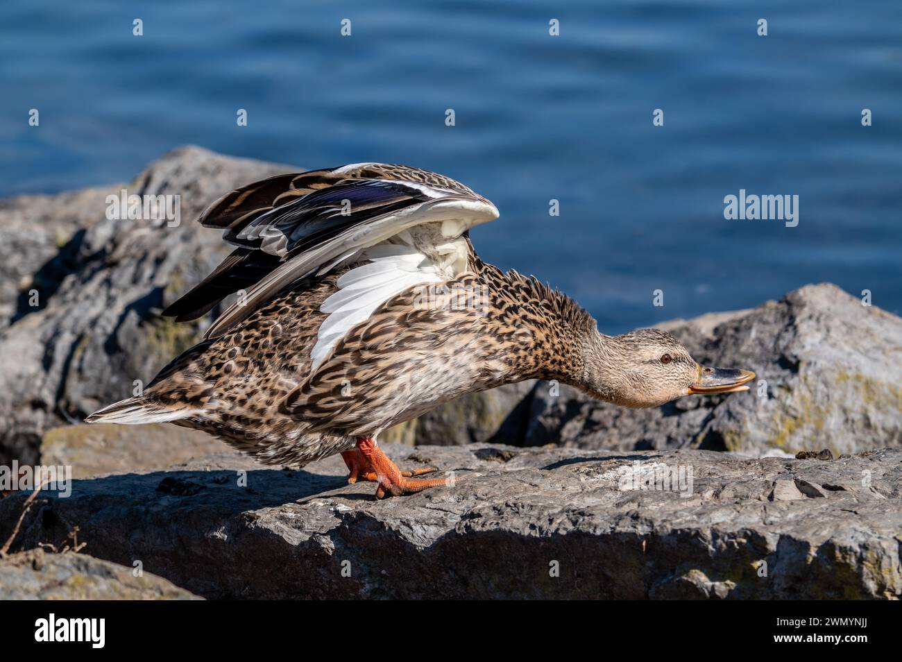 Female duck stretching its wings by the pond on a sunny morning Stock ...