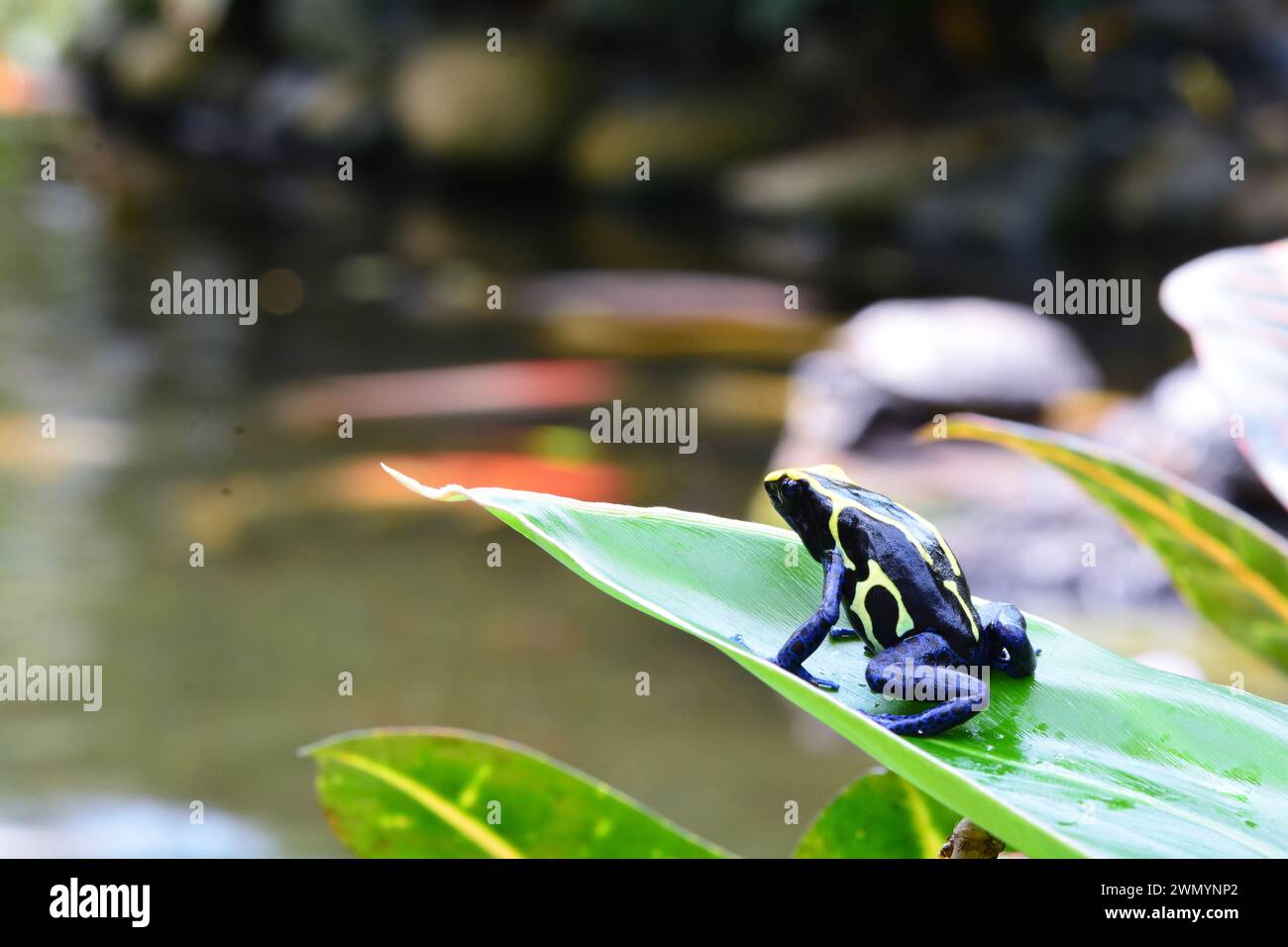 Blue and yellow dart frog sits on a plant in the gardens Stock Photo ...
