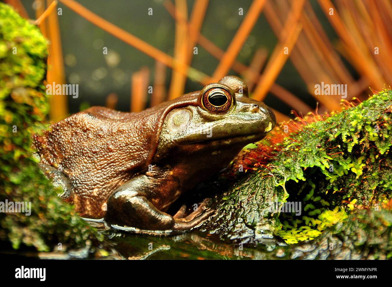 Bull frog hi-res stock photography and images - Alamy