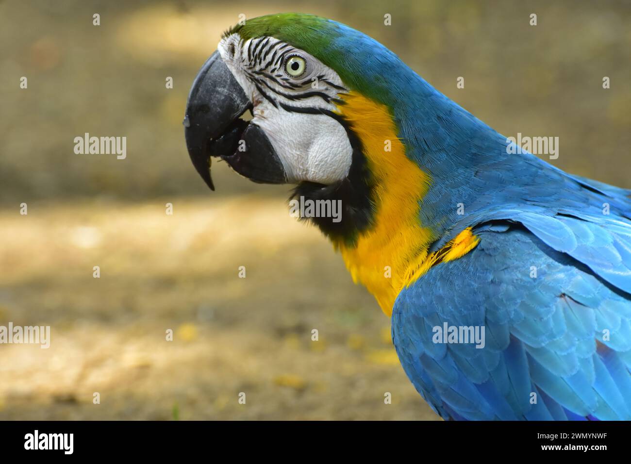 Emerald Macaw Emerald Starling | Lincoln Park Zoo