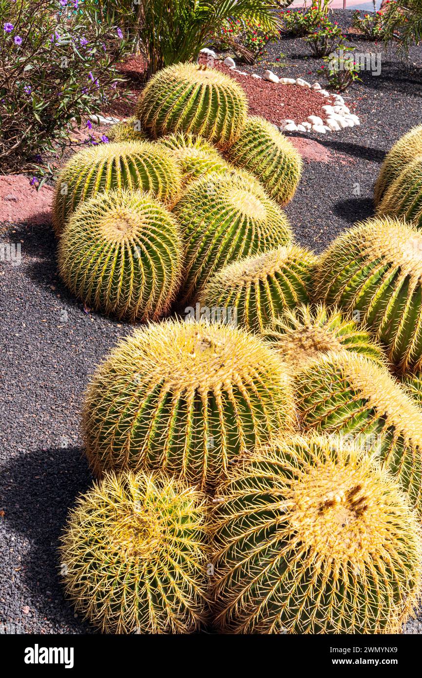 Large, very prickly cacti on the Canary Island of Fuerteventura, Spain ...