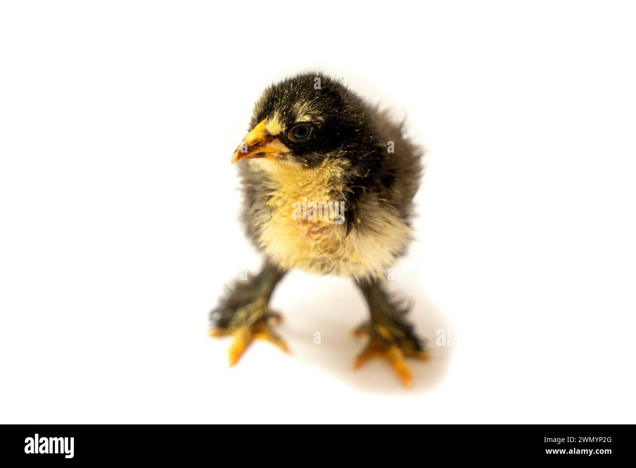 Black white baby feet Cut Out Stock Images & Pictures - Alamy