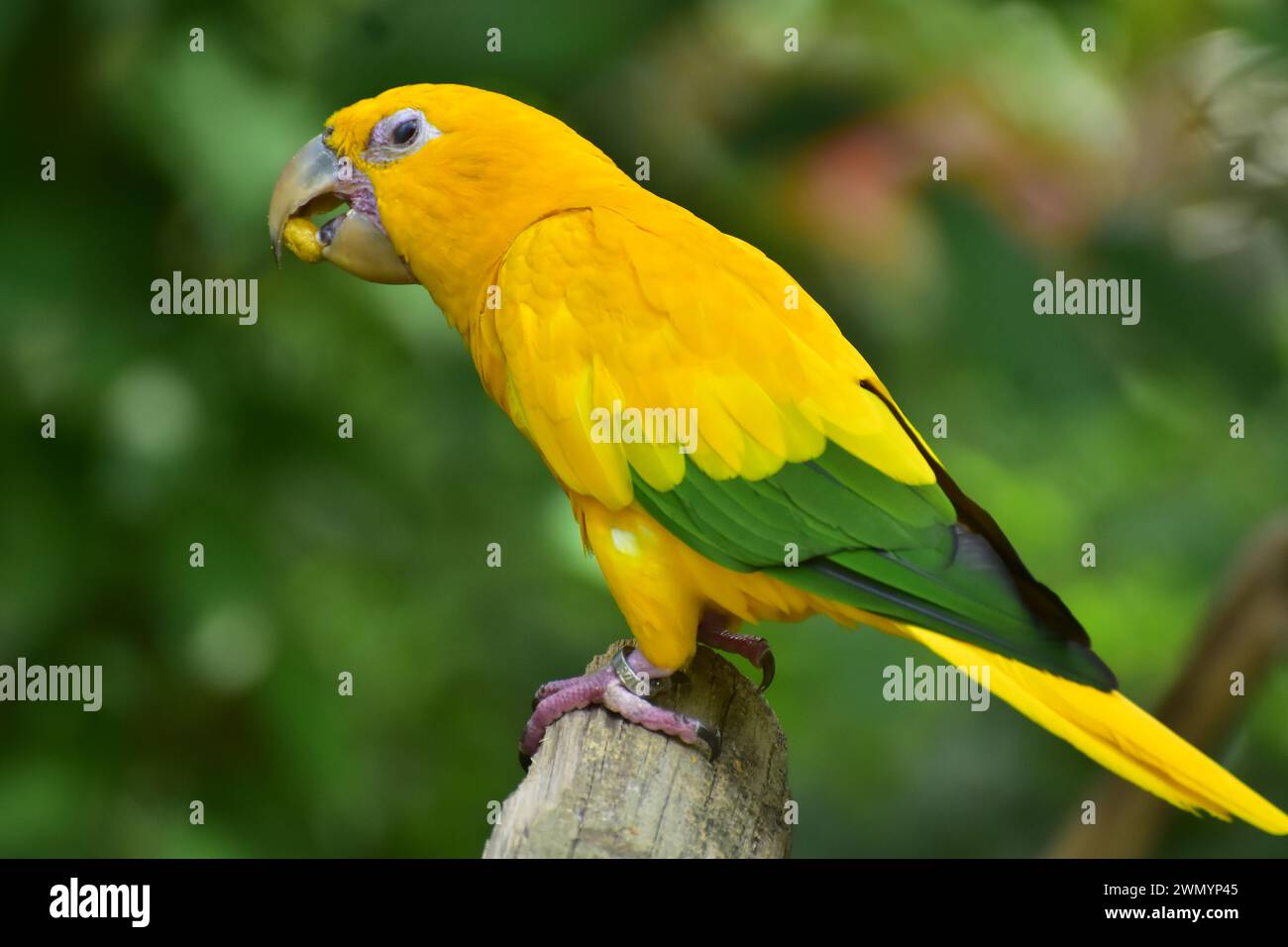 The golden parakeet or golden conure (Guaruba guarouba) is a medium ...