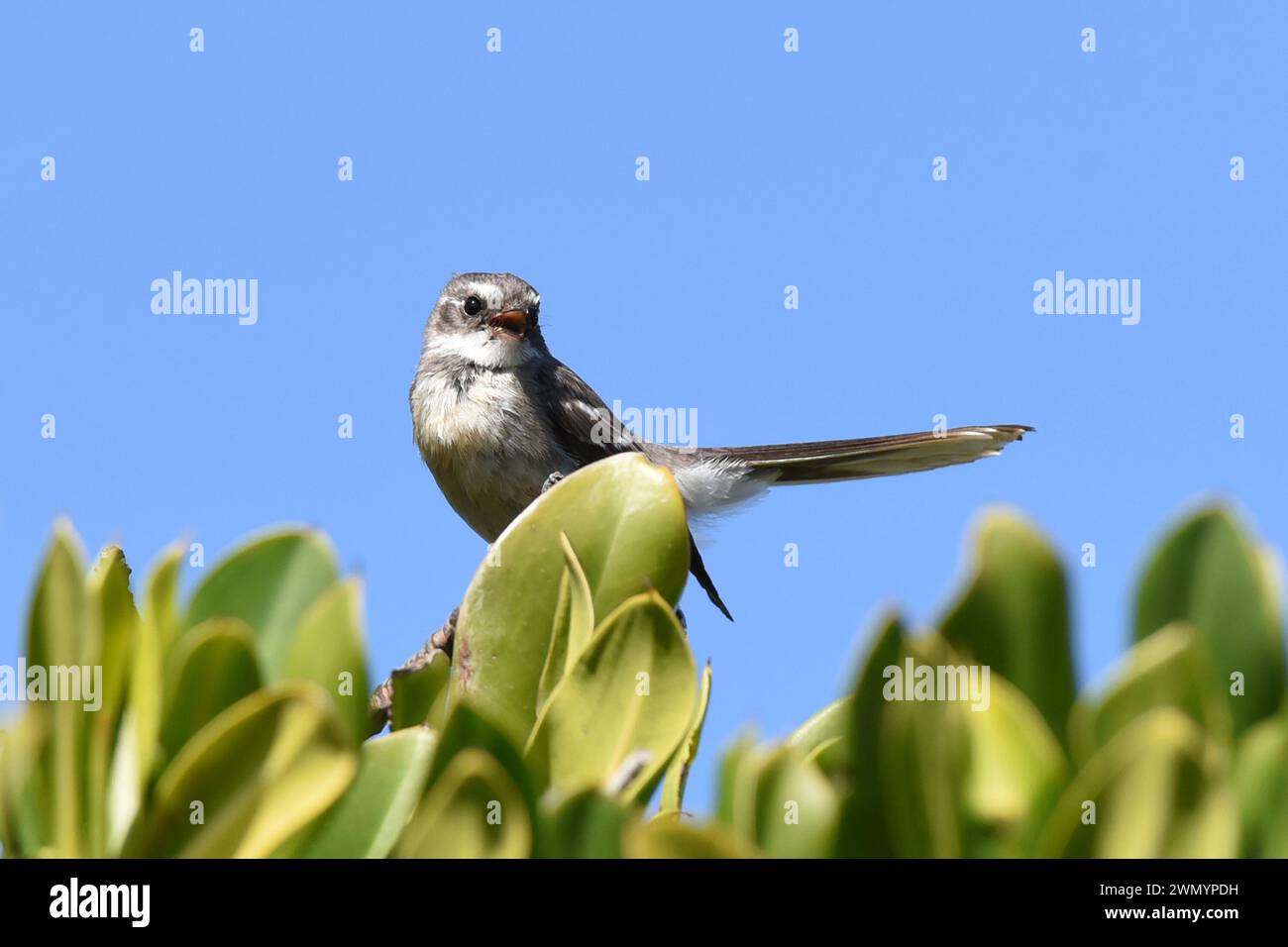 Mangrove grey fantail (Rhipidura phasiana) perching in the top of a ...