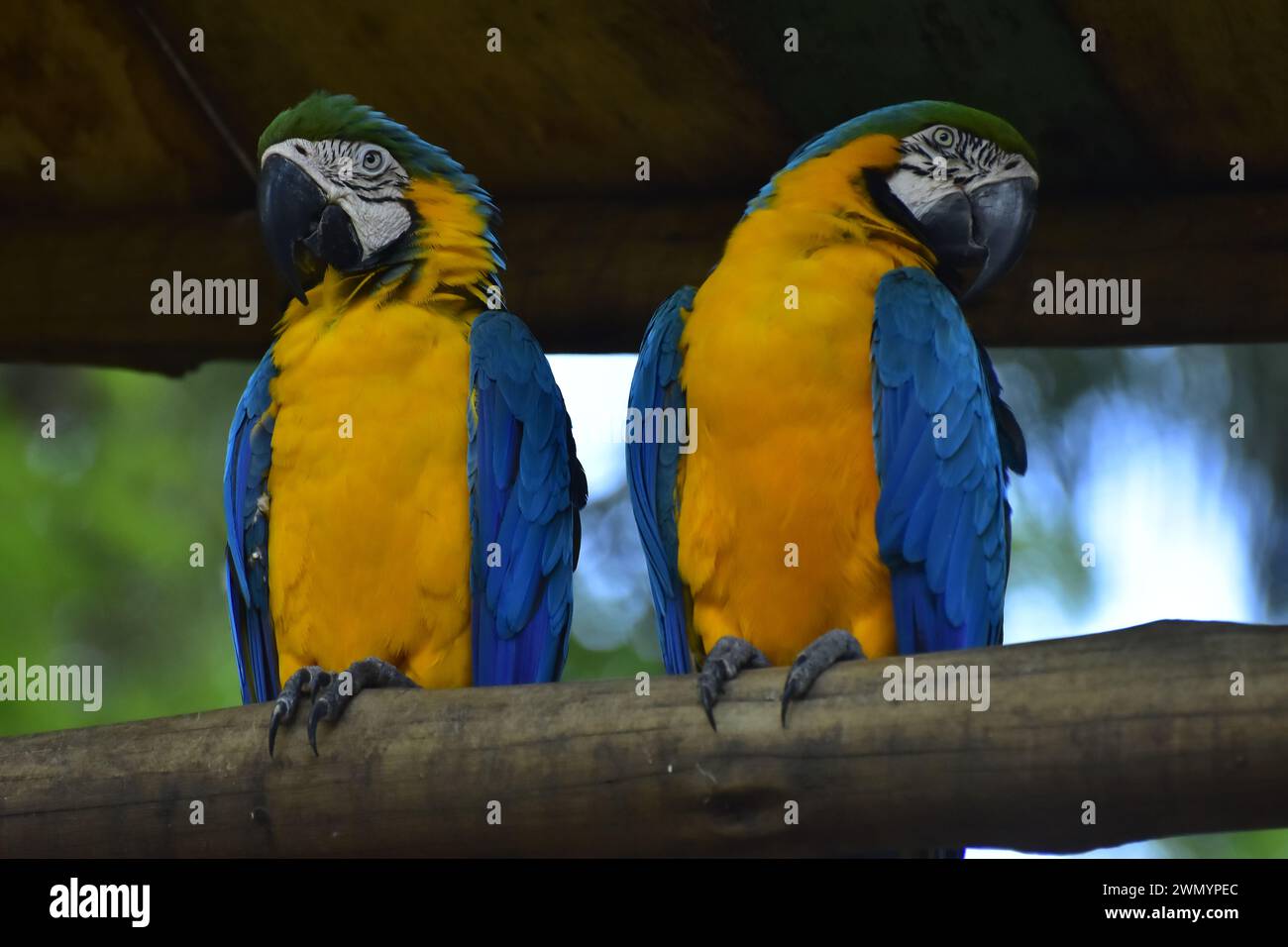 Blue and Yellow Macaw, they are the largest flying parrots, with a ...