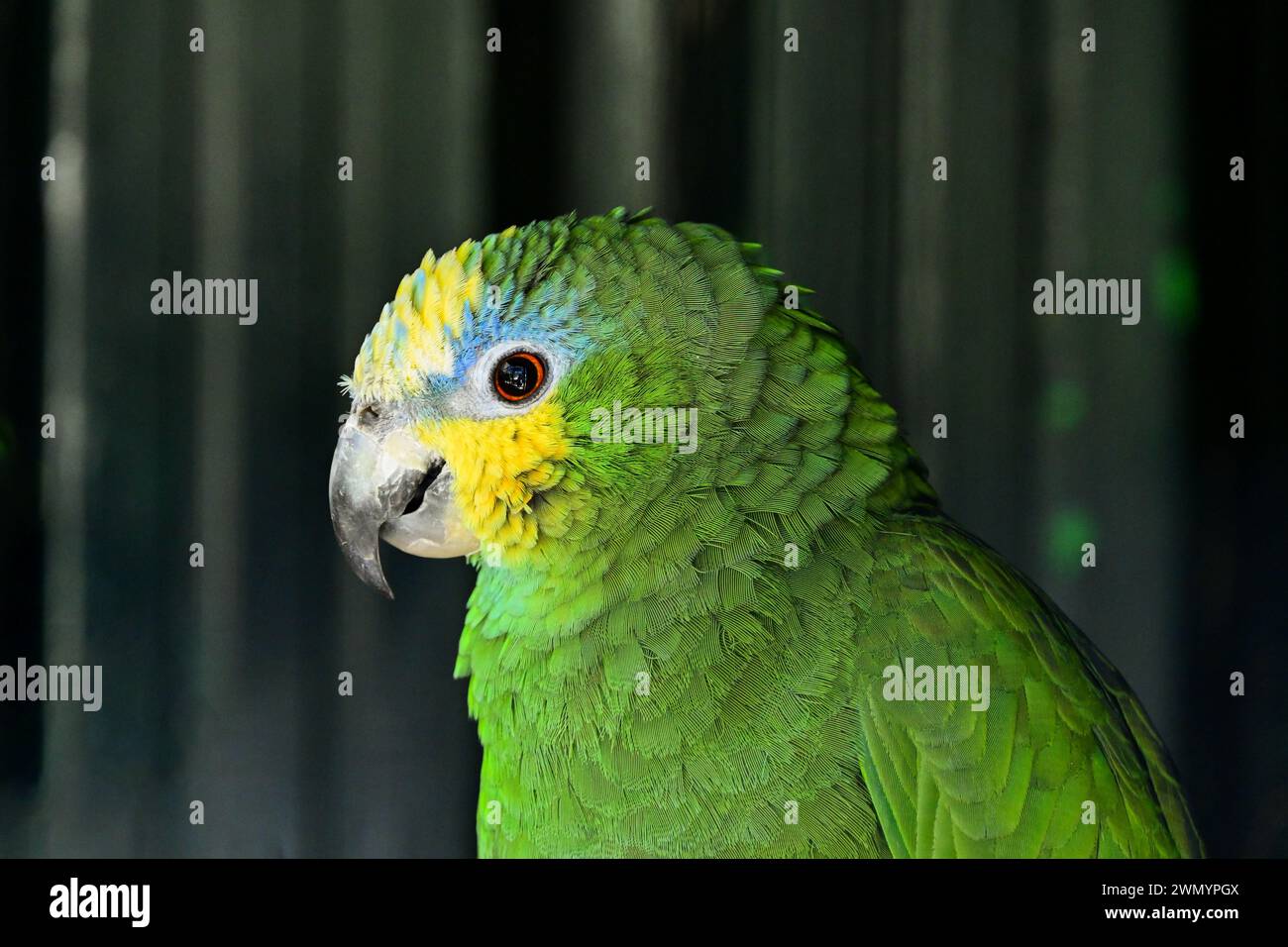 Turquoise fronted amazon parrot hi-res stock photography and images - Alamy
