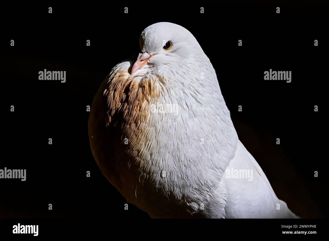 The Pouter pigeon Stock Photo - Alamy
