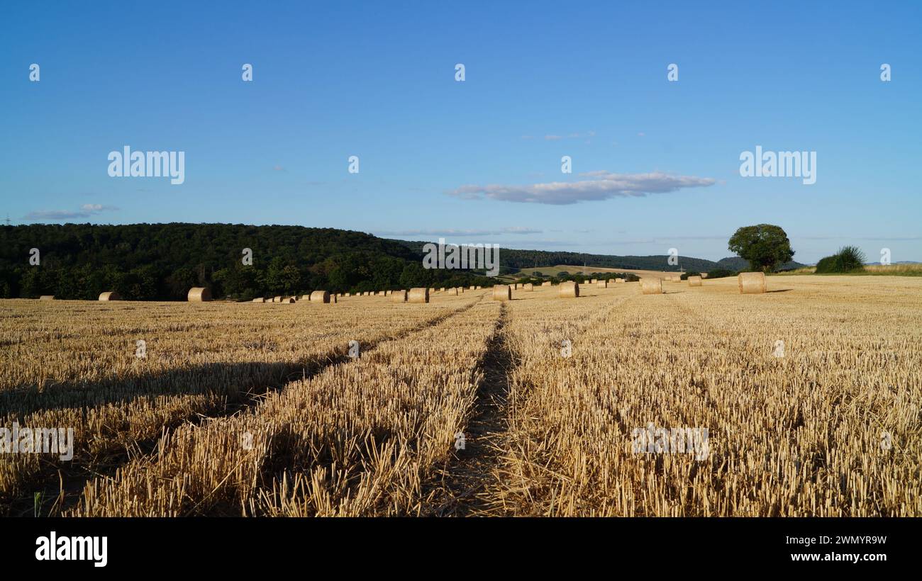 Sheaves of wheat hi-res stock photography and images - Alamy