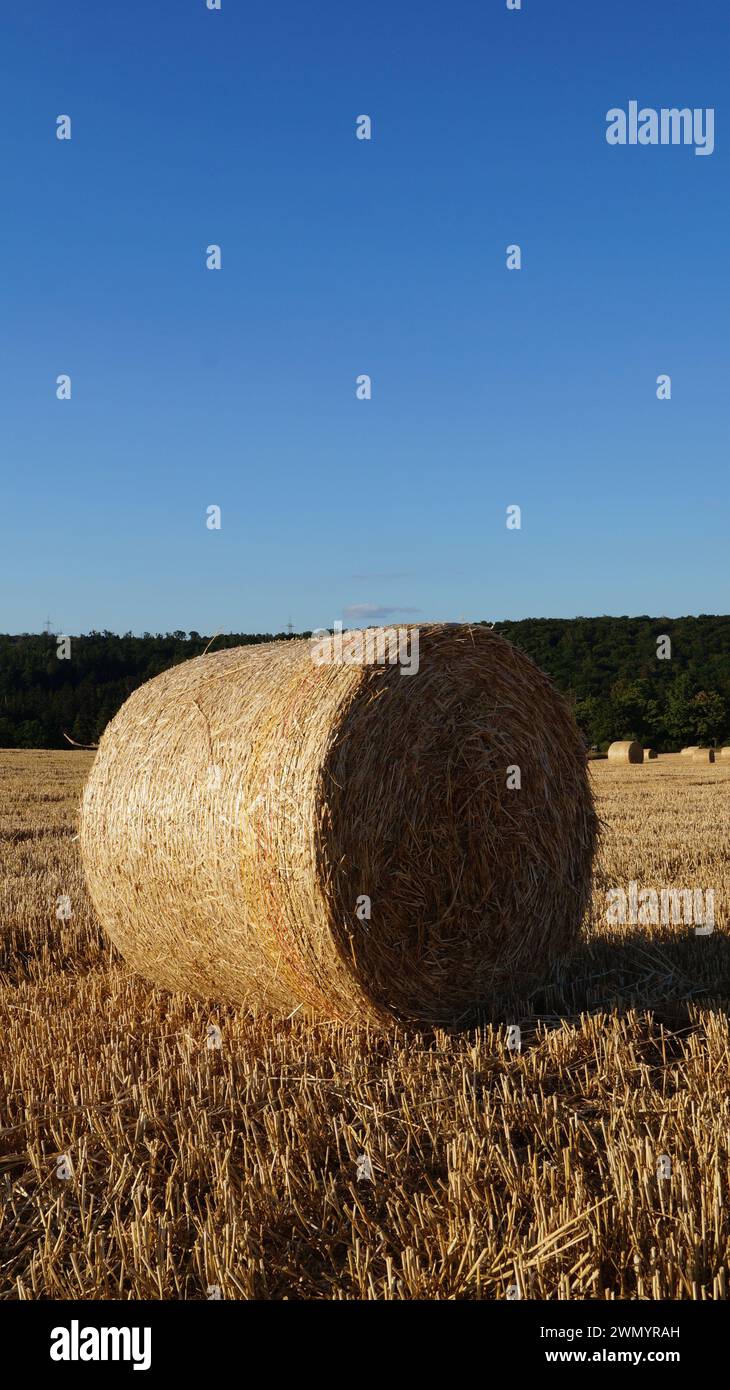 Family stands in wheat field hi-res stock photography and images - Alamy