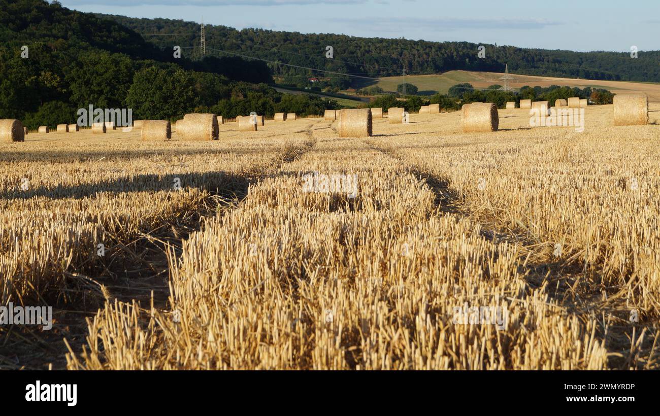 Among modern sheaves of wheat, a path of trampled straw runs across a ...