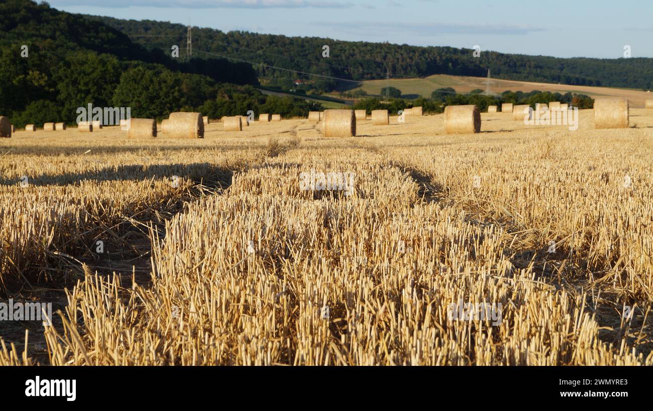 Among modern sheaves of wheat, a path of trampled straw runs across a ...