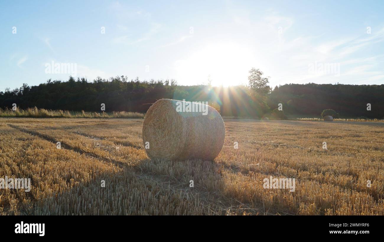modern sheaf of wheat stands in a field in the evening sun before ...