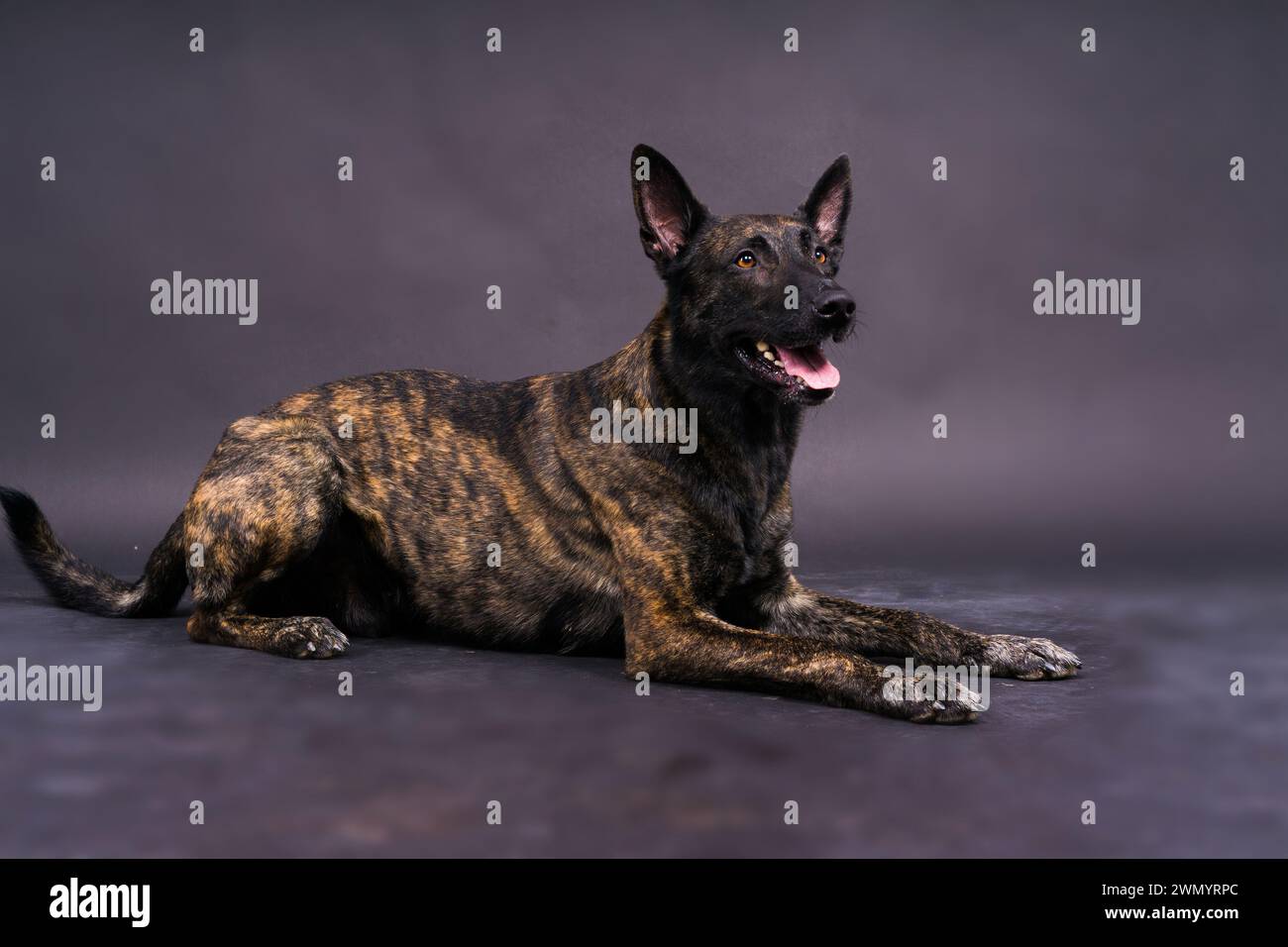 Dark dutch shepherd hi-res stock photography and images - Alamy