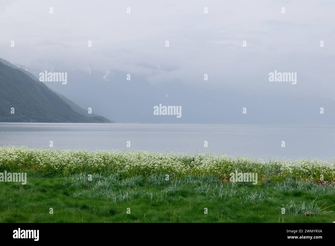 A peaceful Norwegian fjord landscape featuring a field of white flowers ...