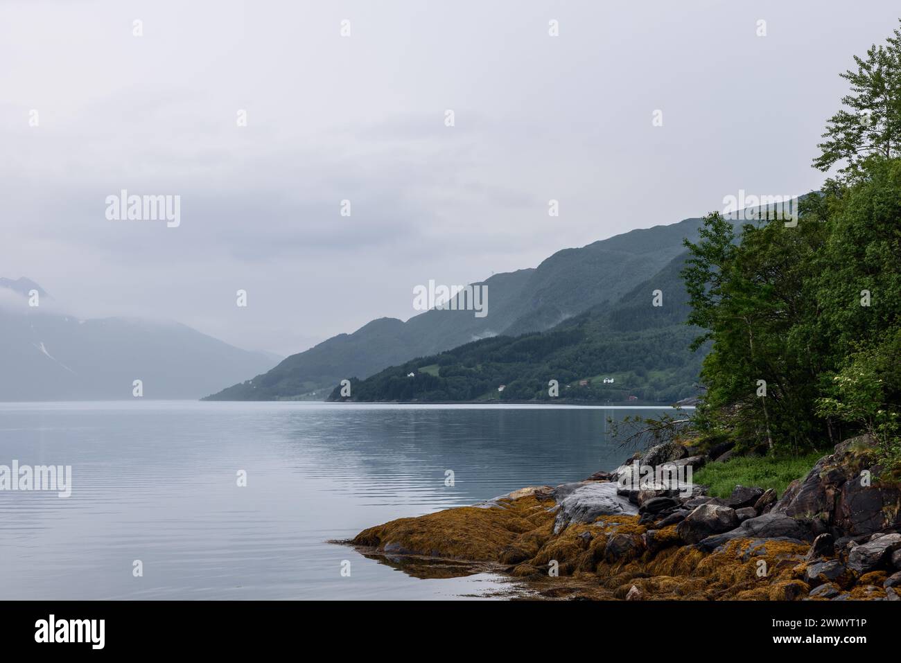 A peaceful Norwegian fjord under a soft grey sky, where the rocky shore ...