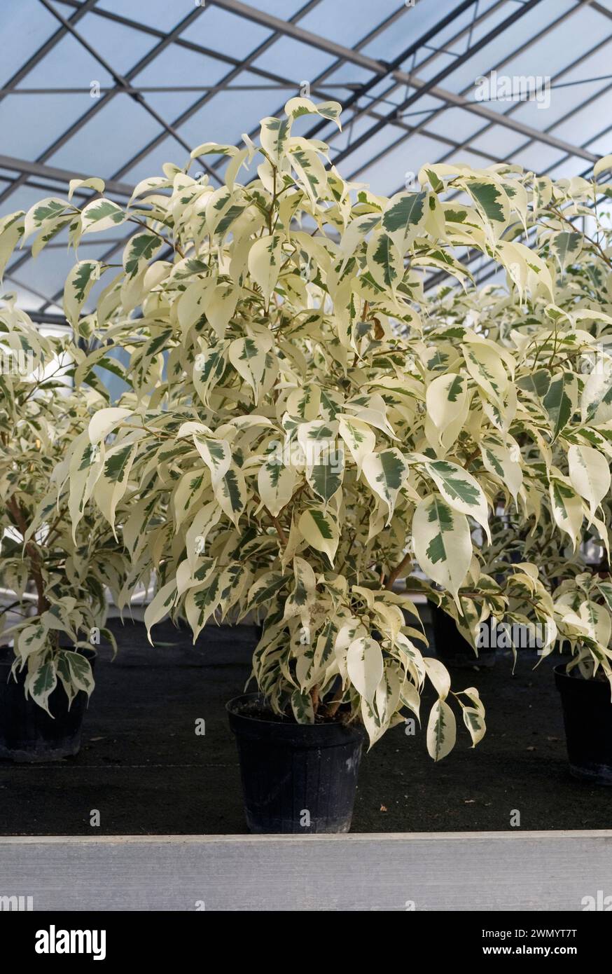 Ficus benjamina starlight hi-res stock photography and images - Alamy