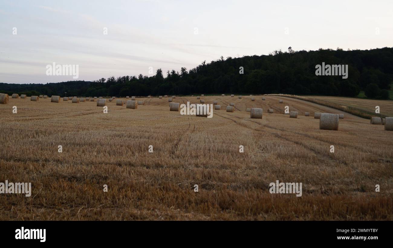 Sheaves of wheat hi-res stock photography and images - Alamy