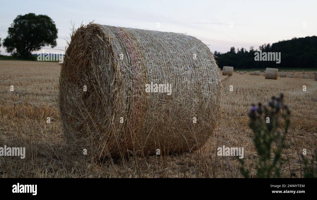 Sheaf of wheat hi-res stock photography and images - Alamy