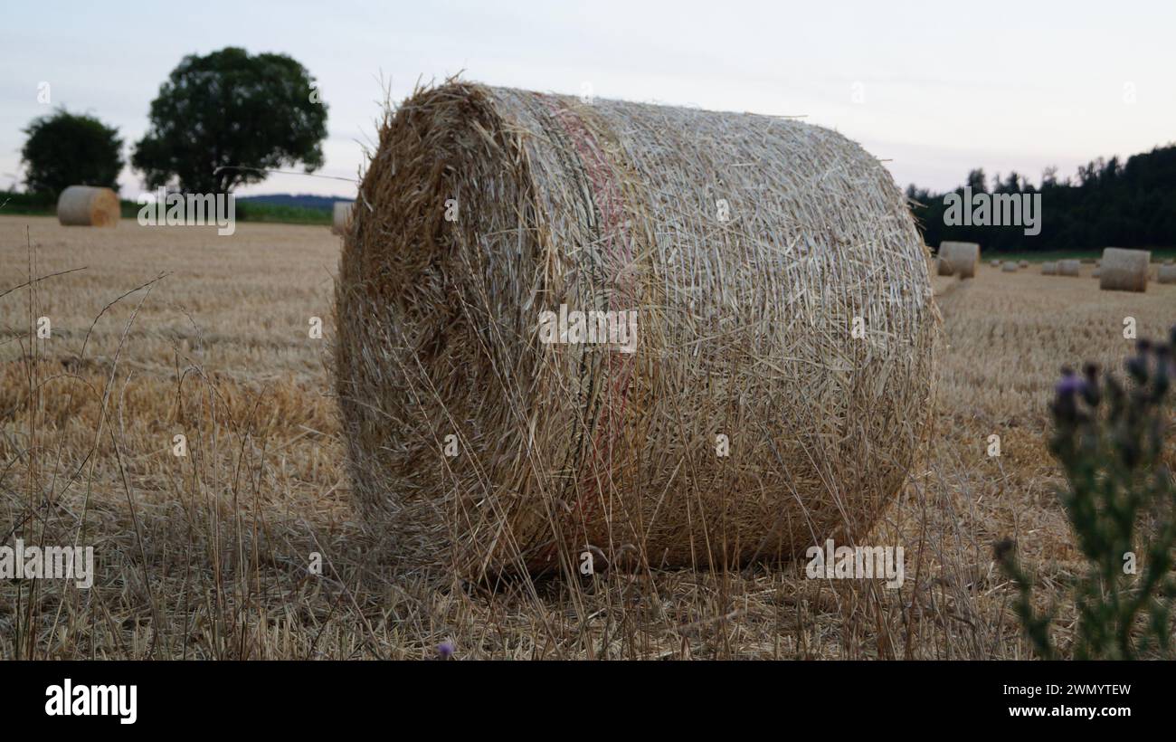 Modern sheaves hi-res stock photography and images - Alamy