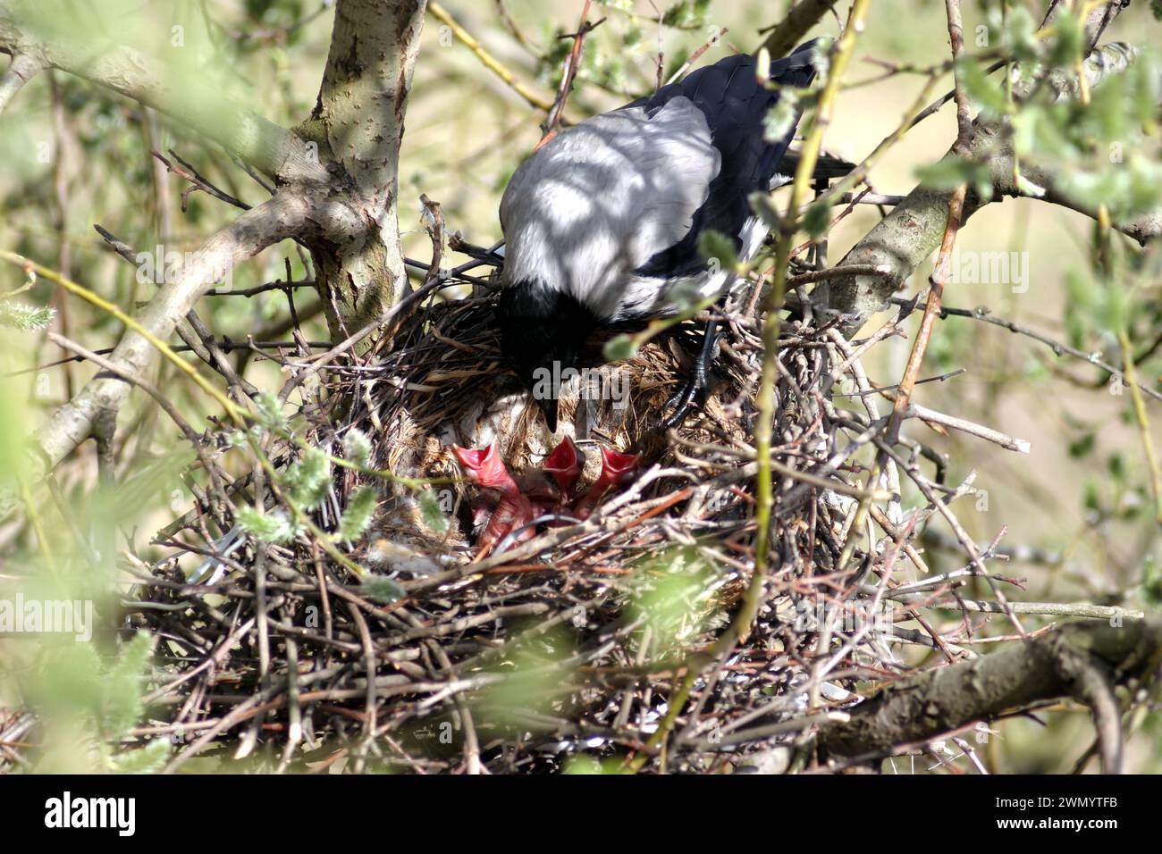 Crow feeds small hungry chicks in a nest on a tree in the forest close ...