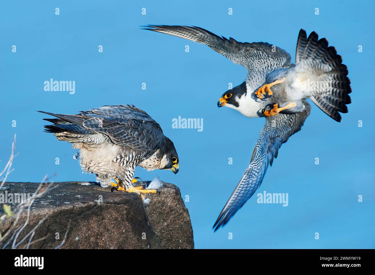 Peregrine pair hi-res stock photography and images - Alamy