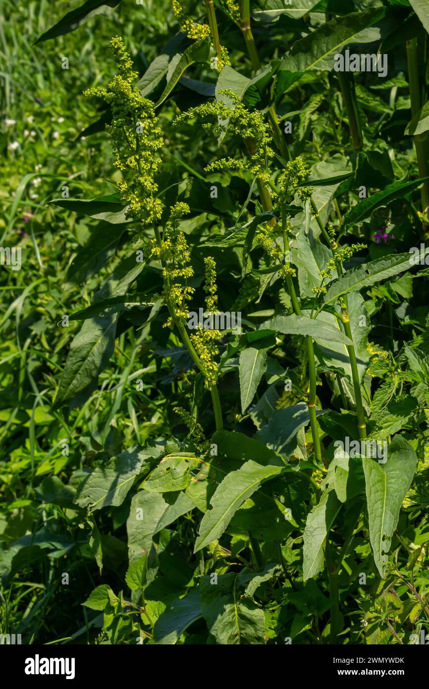 Part of a sorrel bush Rumex confertus growing in the wild with dry ...