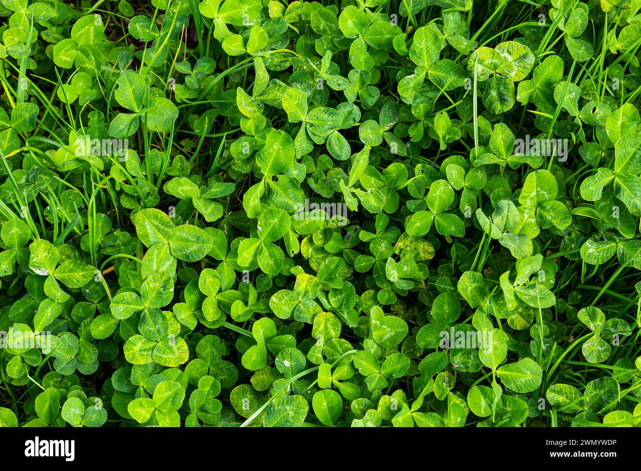 Green Nature Clover Clovers Densely Growing Clovers · Free Stock