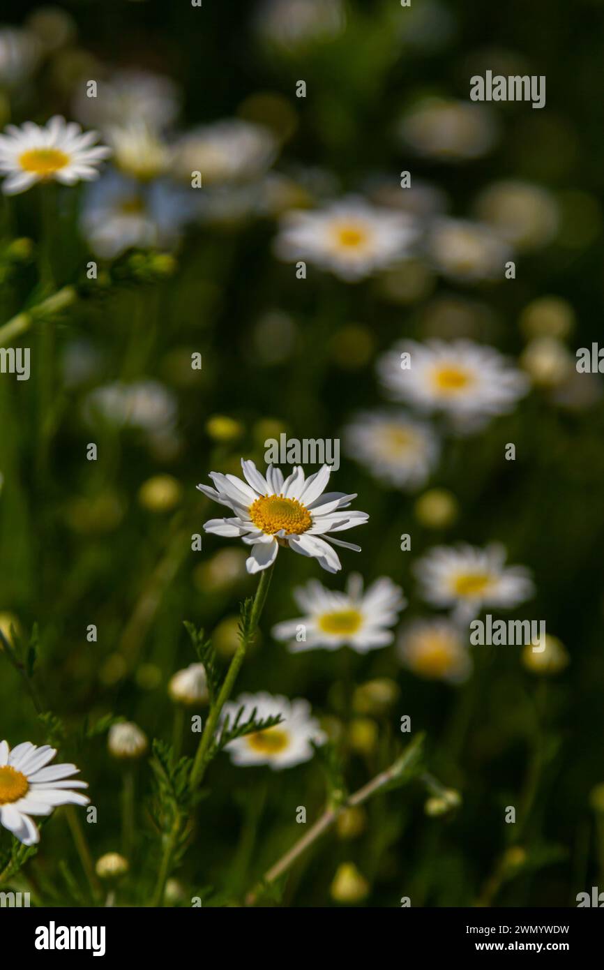 Tripleurospermum maritimum Matricaria maritima is a species of ...
