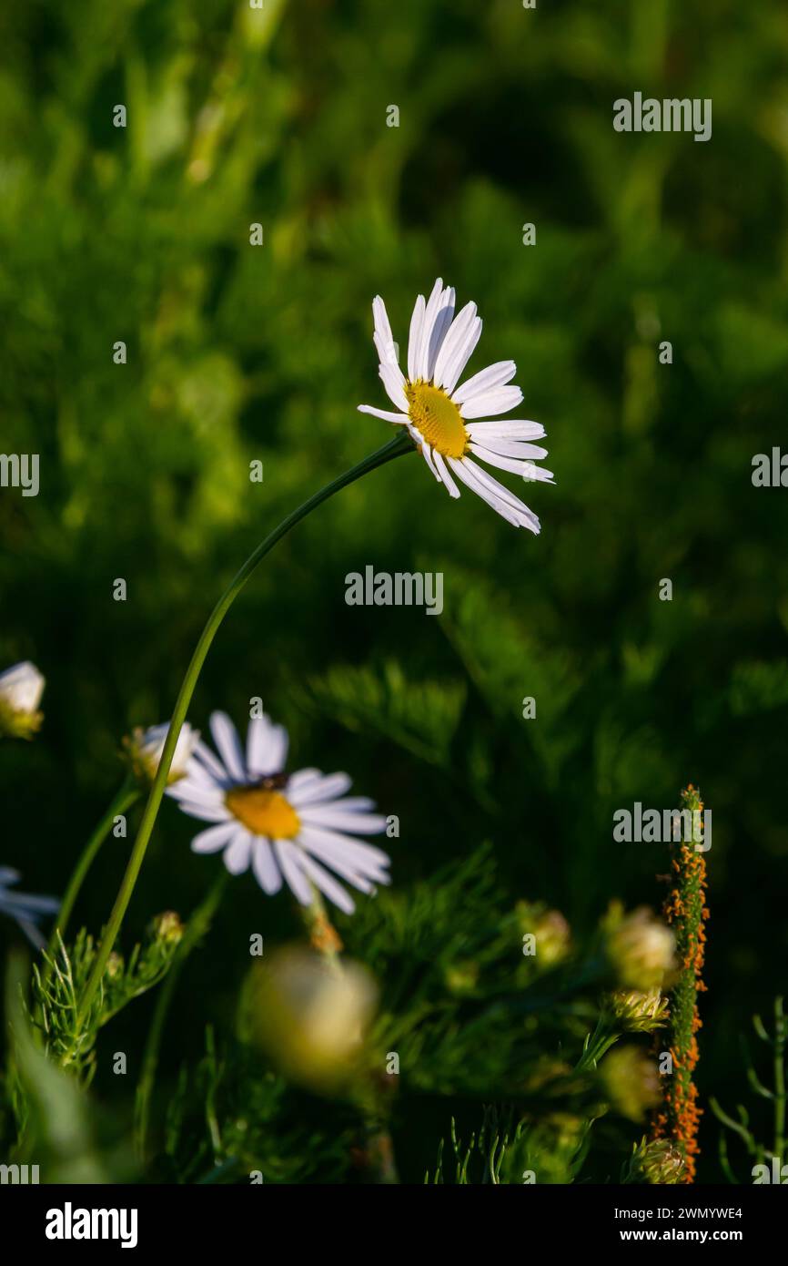 Tripleurospermum maritimum Matricaria maritima is a species of ...