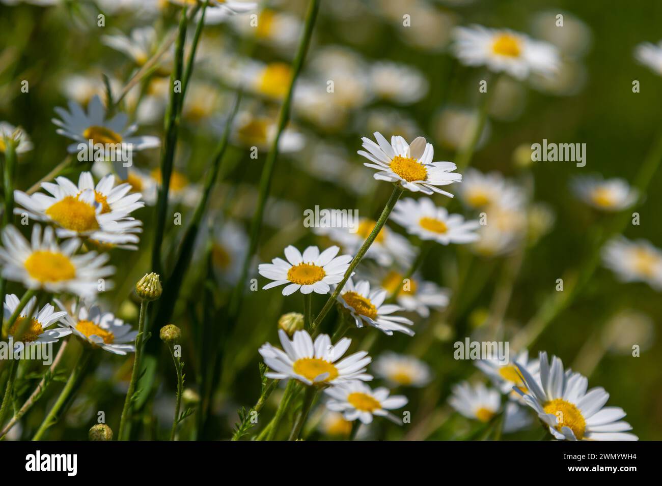 Wild daisy flowers growing on meadow, white chamomiles. Oxeye daisy ...
